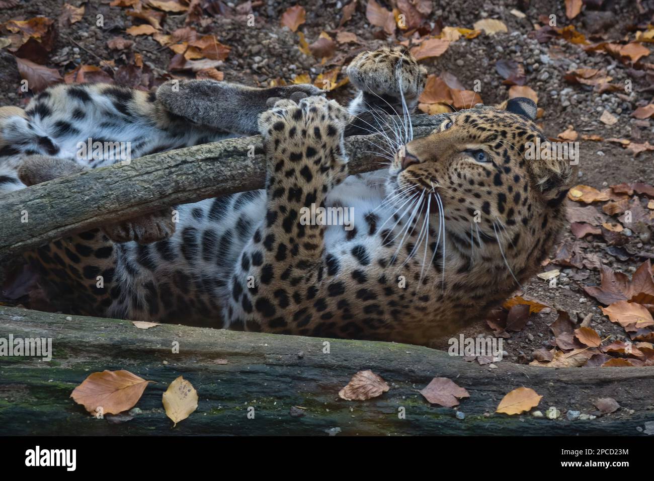 Chinese leopard, Panthera pardus japonensis Stock Photo - Alamy