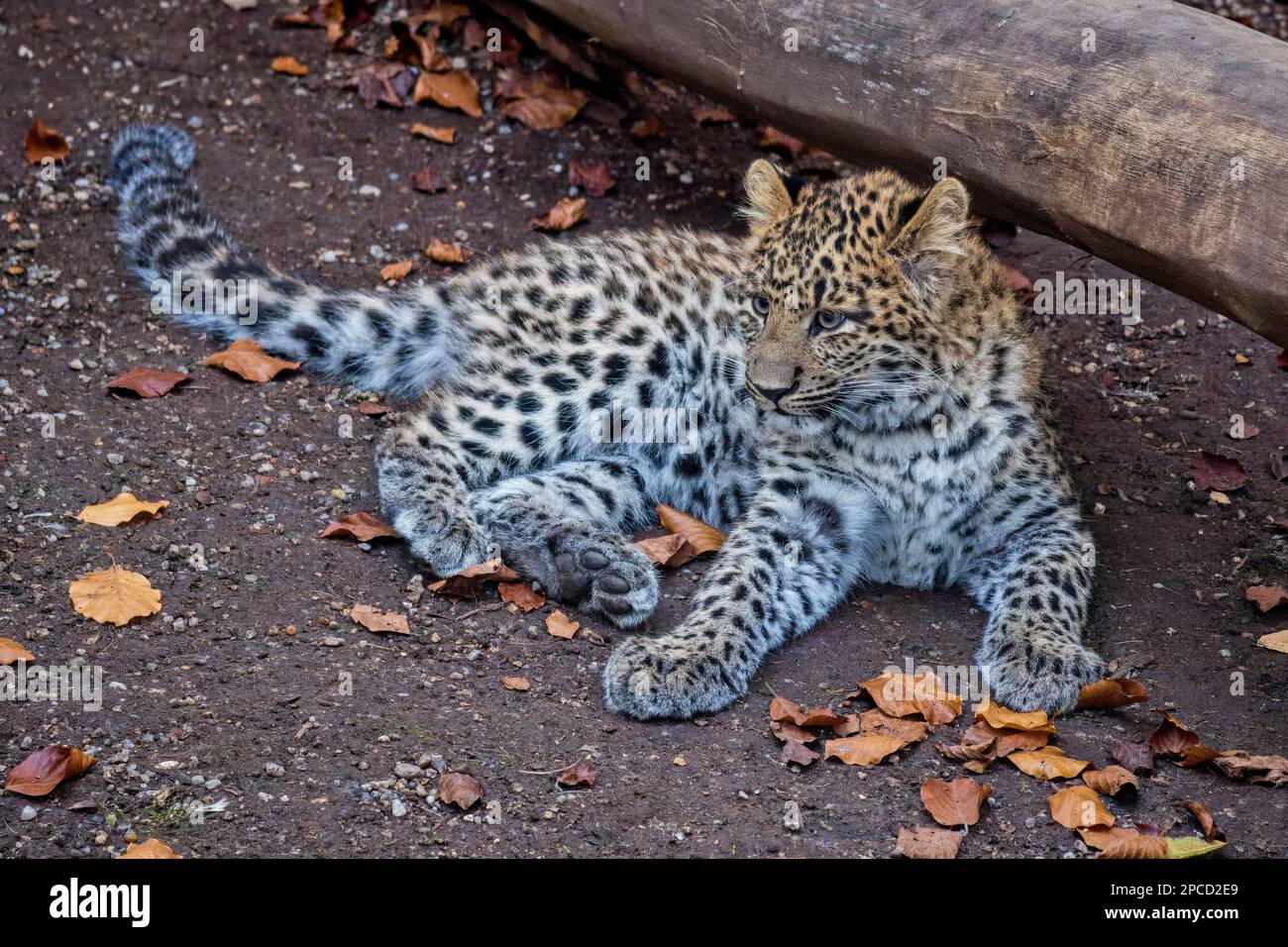Chinese leopard, Panthera pardus japonensis. International Leopard Day ...
