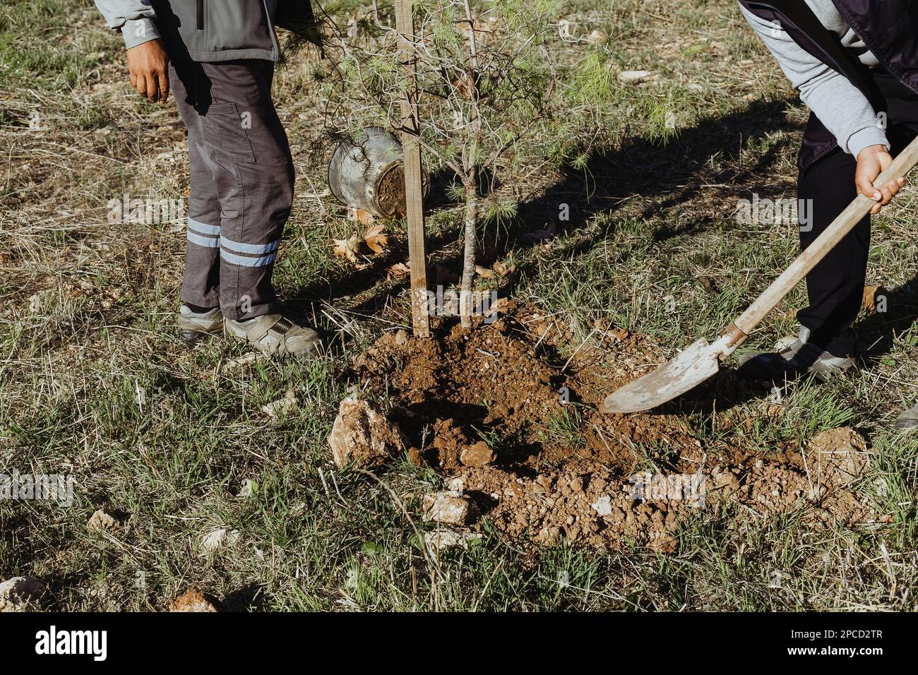 Gardeners planting trees. Planting a tree Stock Photo - Alamy