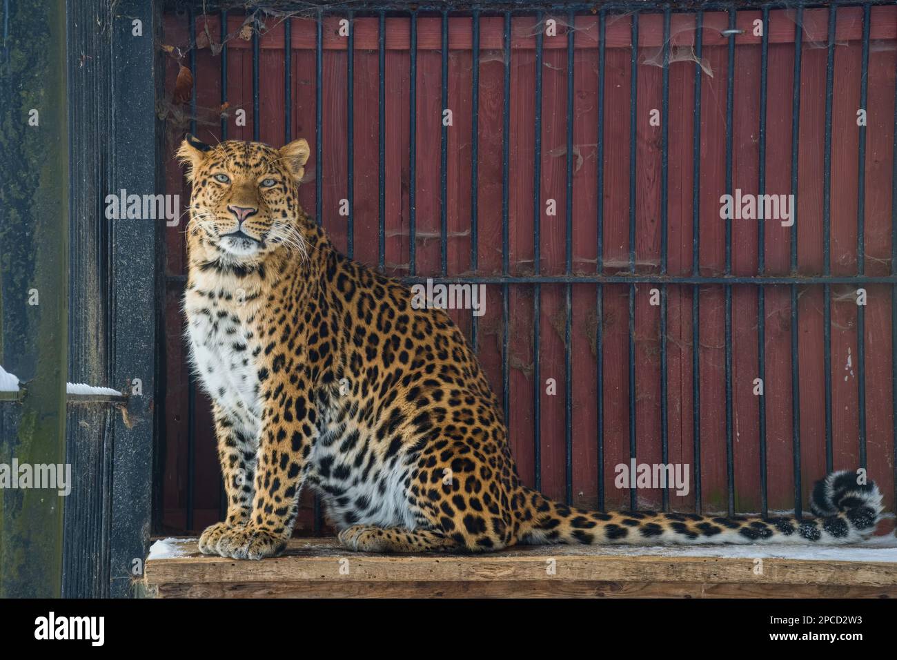 Chinese leopard, Panthera pardus japonensis. International Leopard Day ...