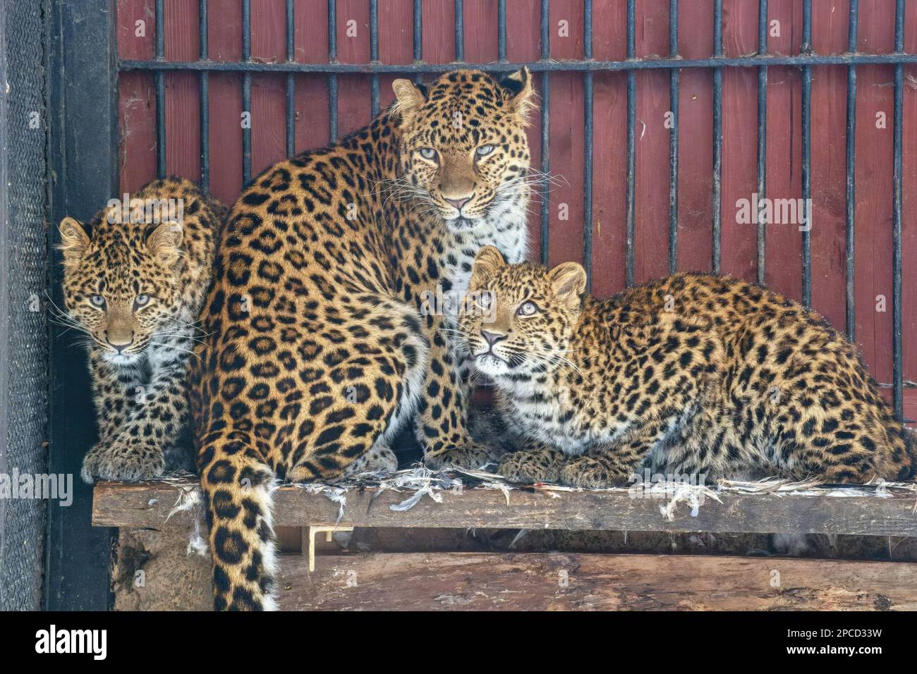 Chinese leopard, Panthera pardus japonensis. International Leopard Day ...