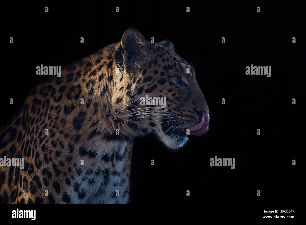 Chinese leopard, Panthera pardus japonensis portrait on a black ...