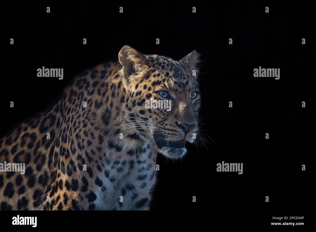 Chinese leopard, Panthera pardus japonensis portrait on a black ...