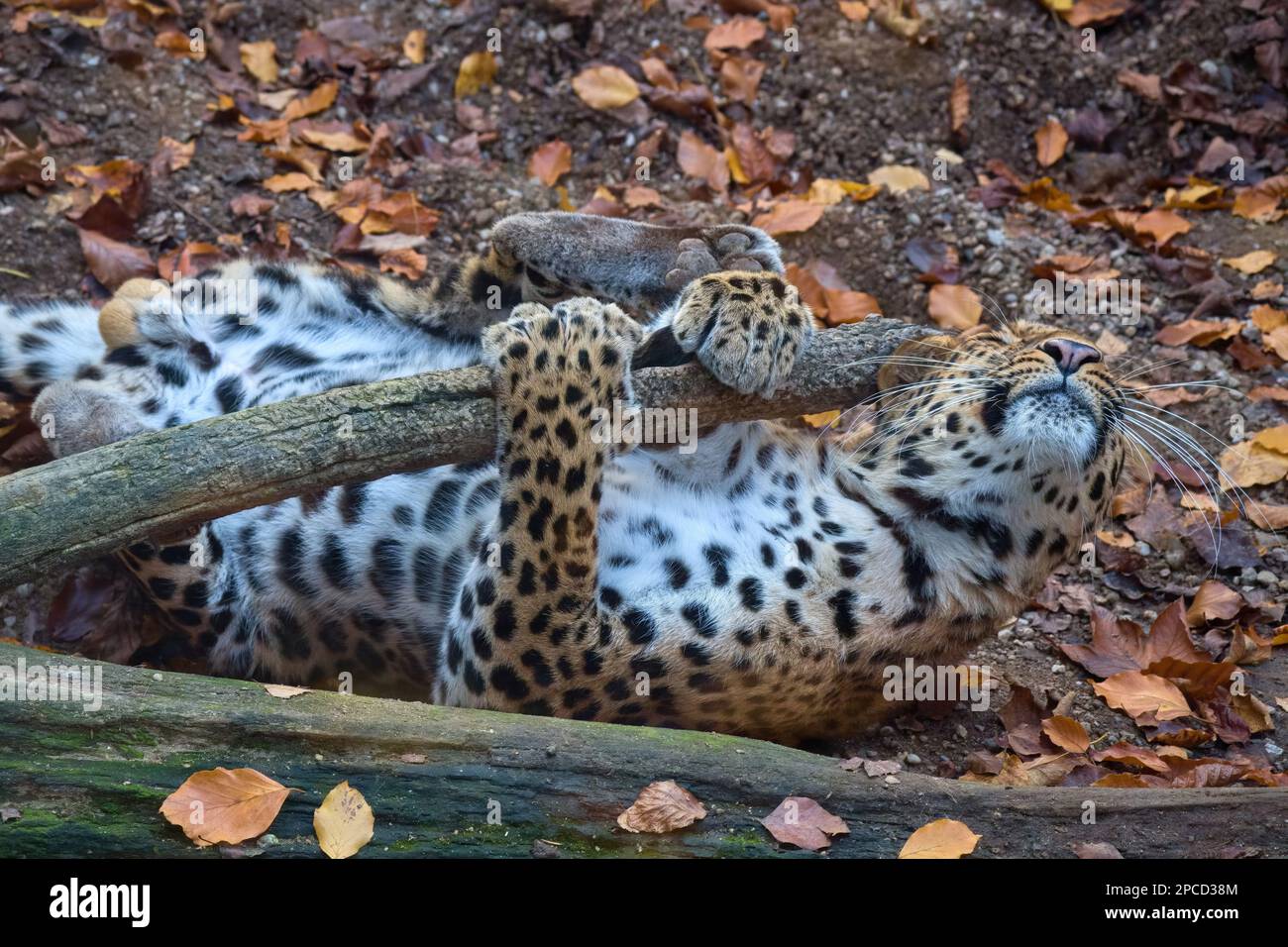 Chinese leopard, Panthera pardus japonensis in autumn leaves Stock ...