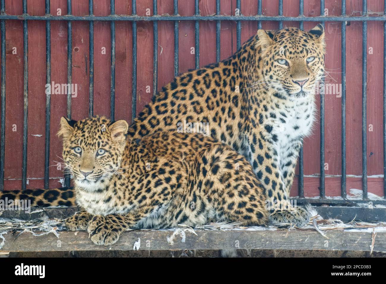 Chinese leopard, Panthera pardus japonensis. International Leopard Day ...