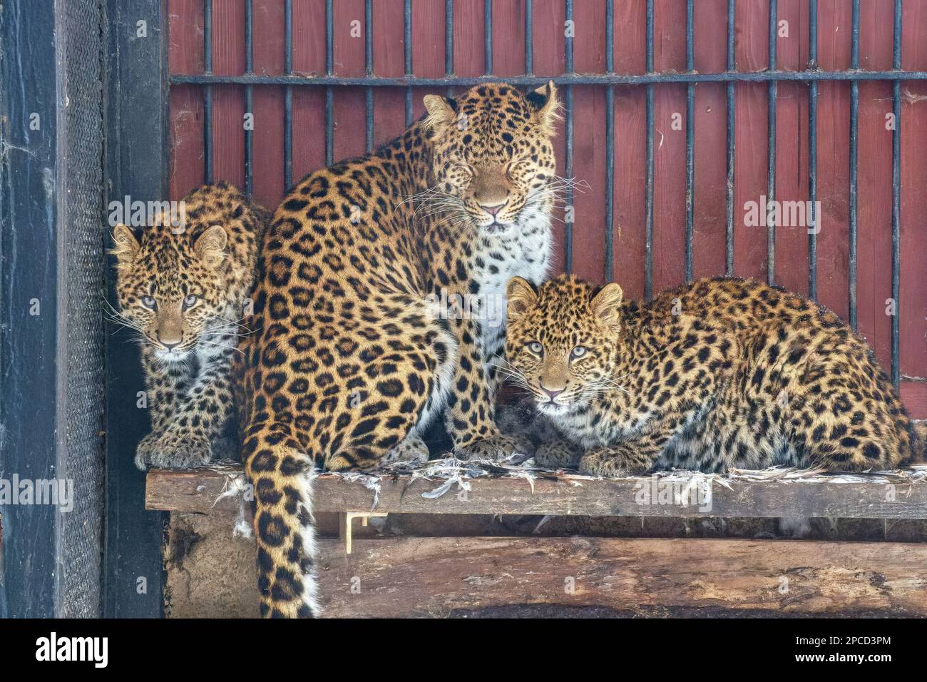 Chinese leopard, Panthera pardus japonensis. International Leopard Day, is celebrated on ...