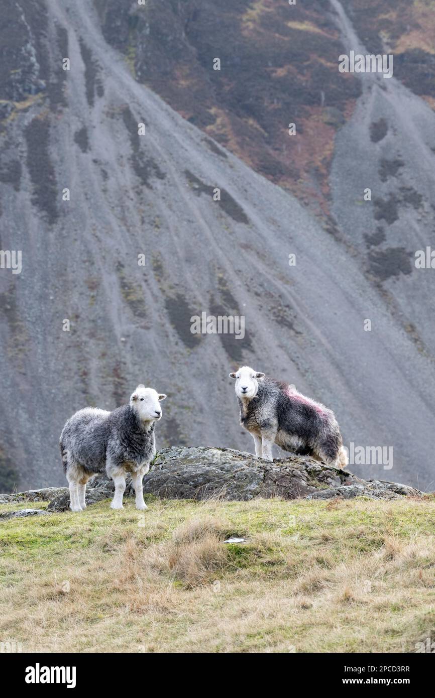 Herdwick sheep, a hardy breed native to the English Lake District ...