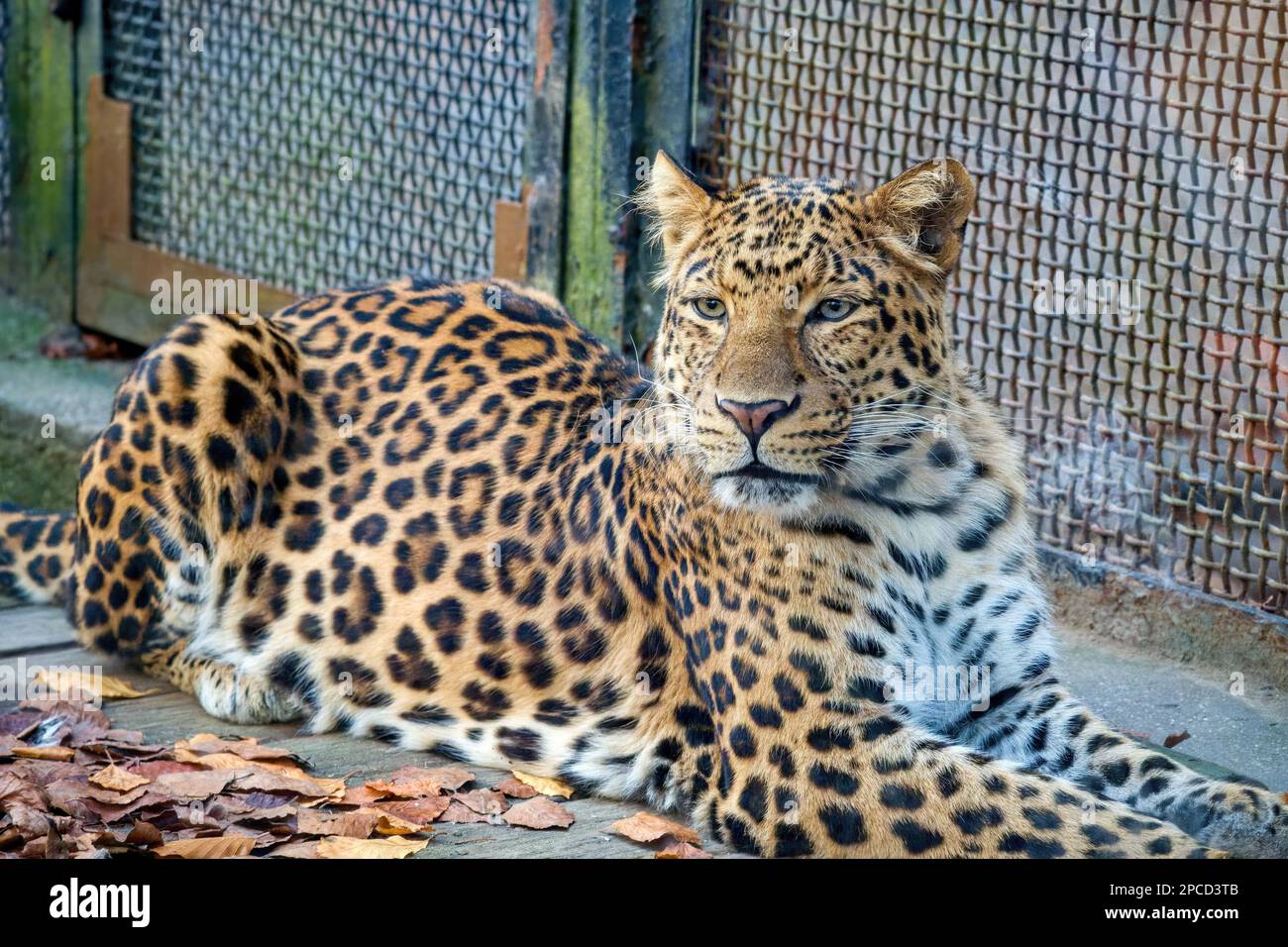 Chinese leopard, Panthera pardus japonensis. International Leopard Day ...