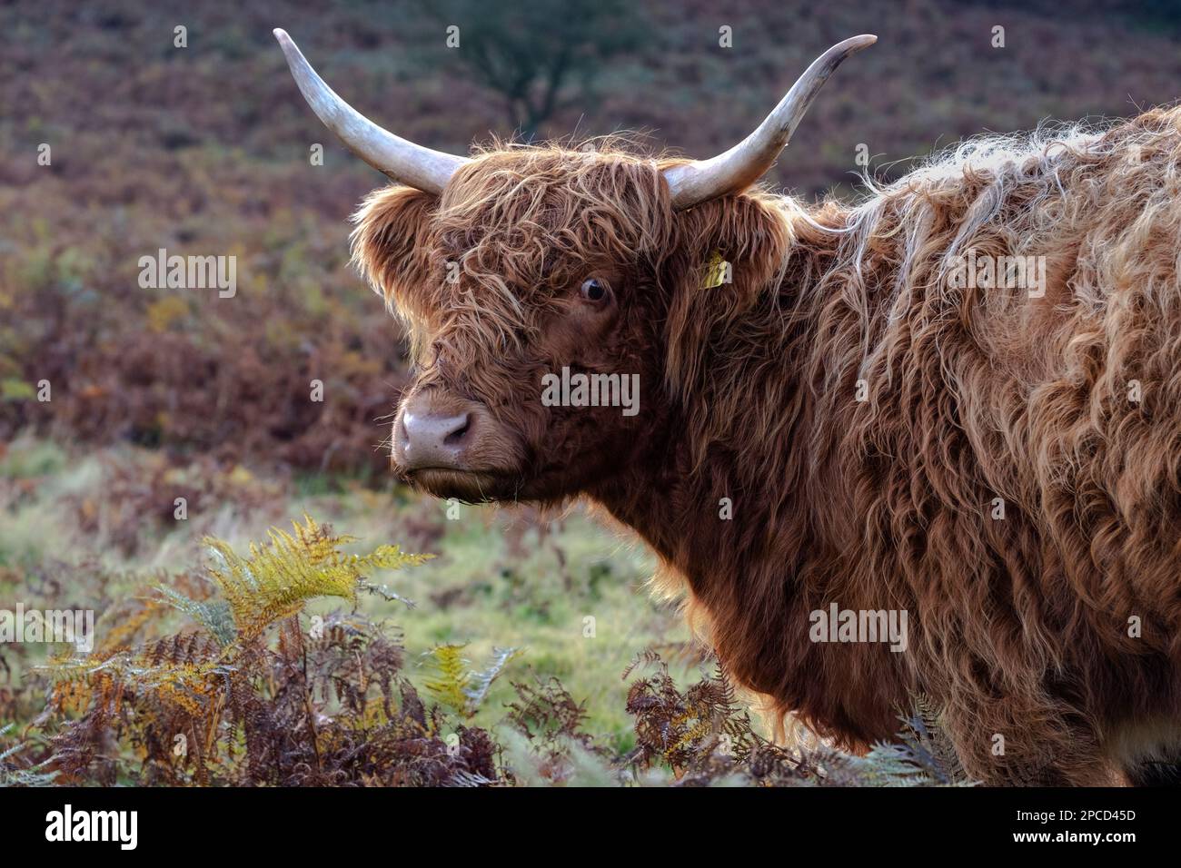 Nr levisham hi-res stock photography and images - Alamy