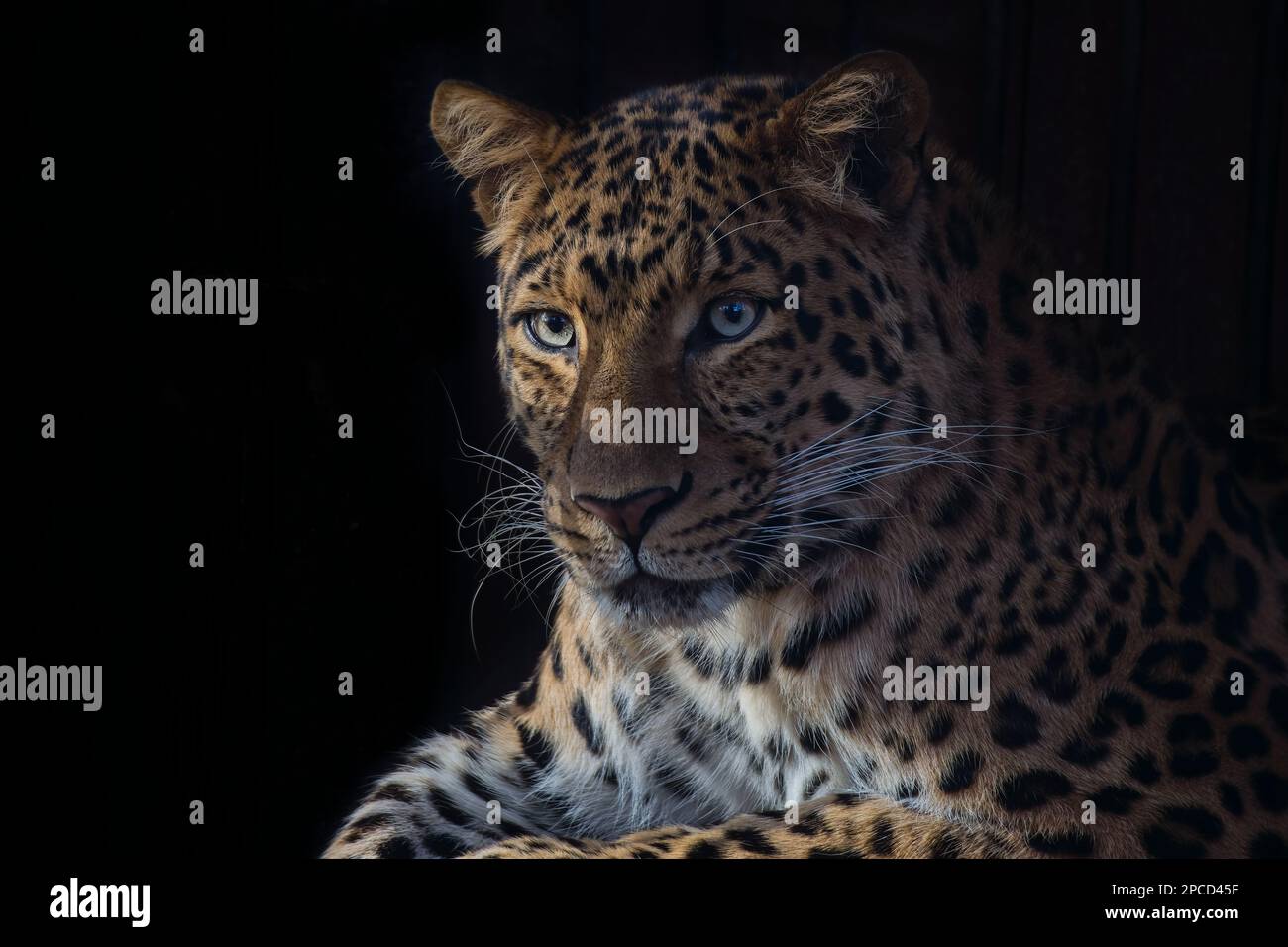 Chinese leopard, Panthera pardus japonensis portrait on a black ...
