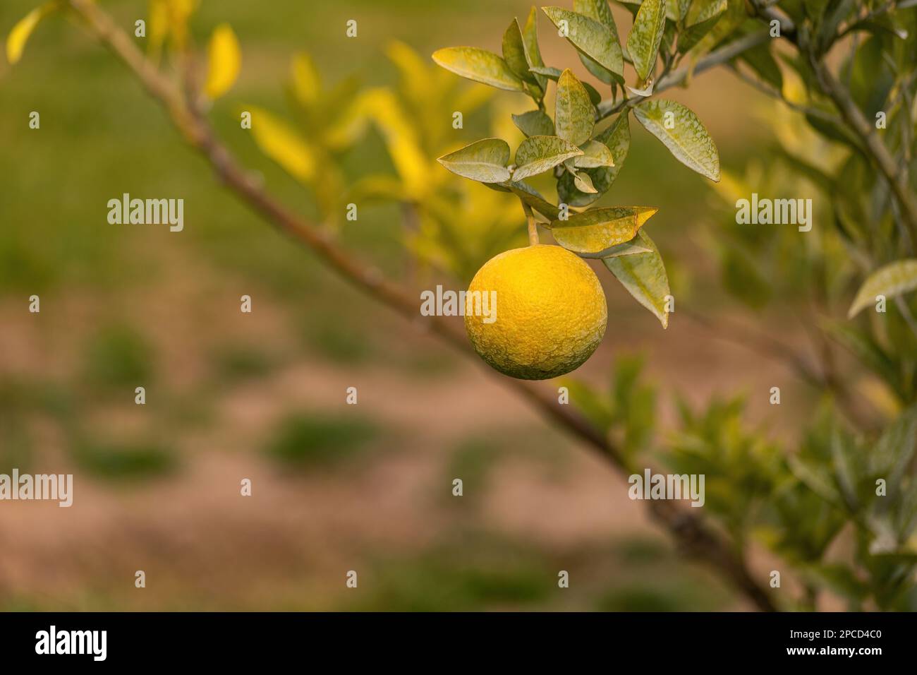 Oranges growing on the tree in Turkey "SELECTİVE FOCUS Stock Photo - Alamy