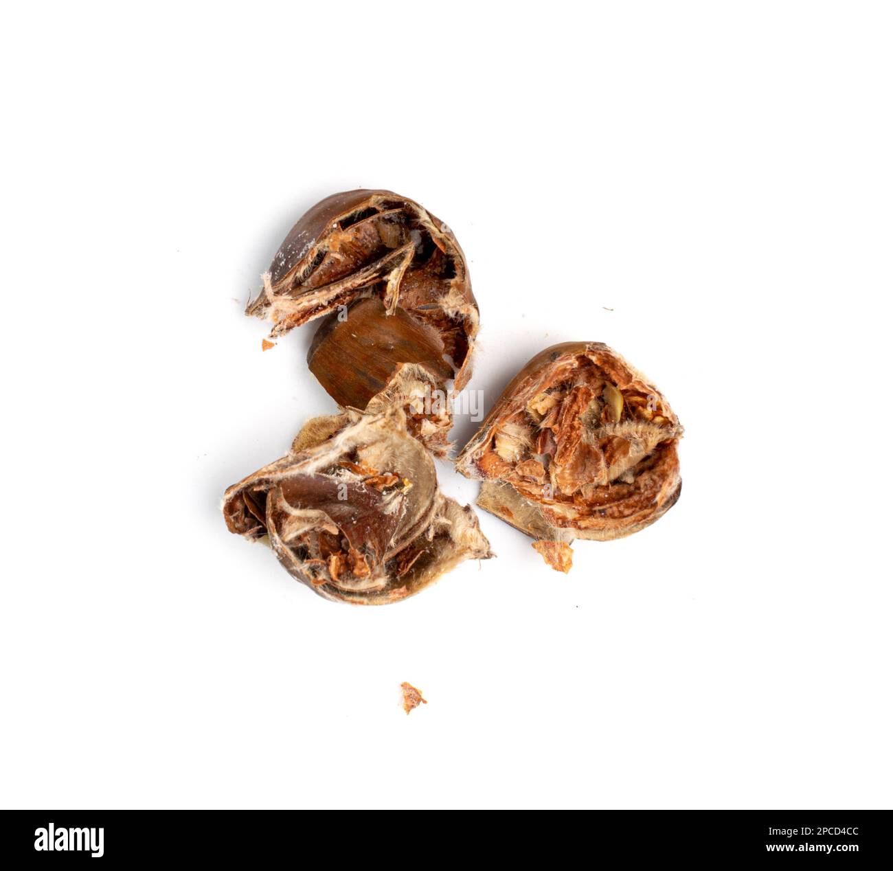 Chestnut Husks Isolated, Edible Sweet Chestnuts Shells, Bio Garbage for ...
