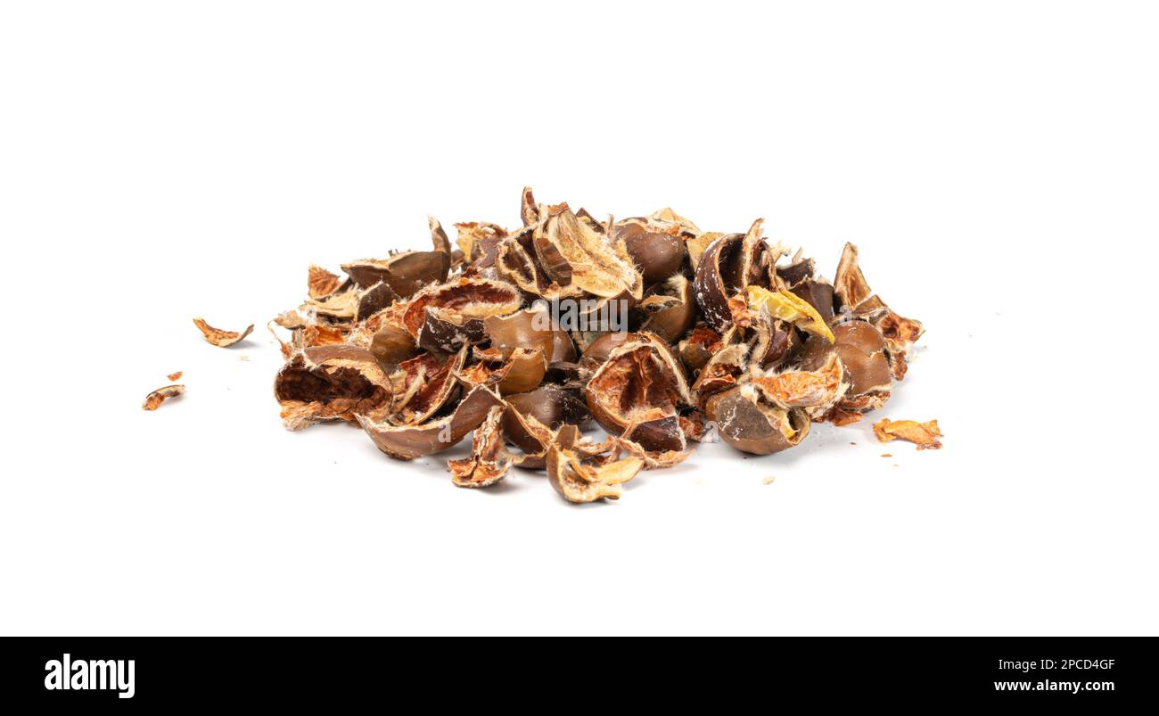 Chestnut Husks Isolated, Edible Sweet Chestnuts Shells, Bio Garbage for ...