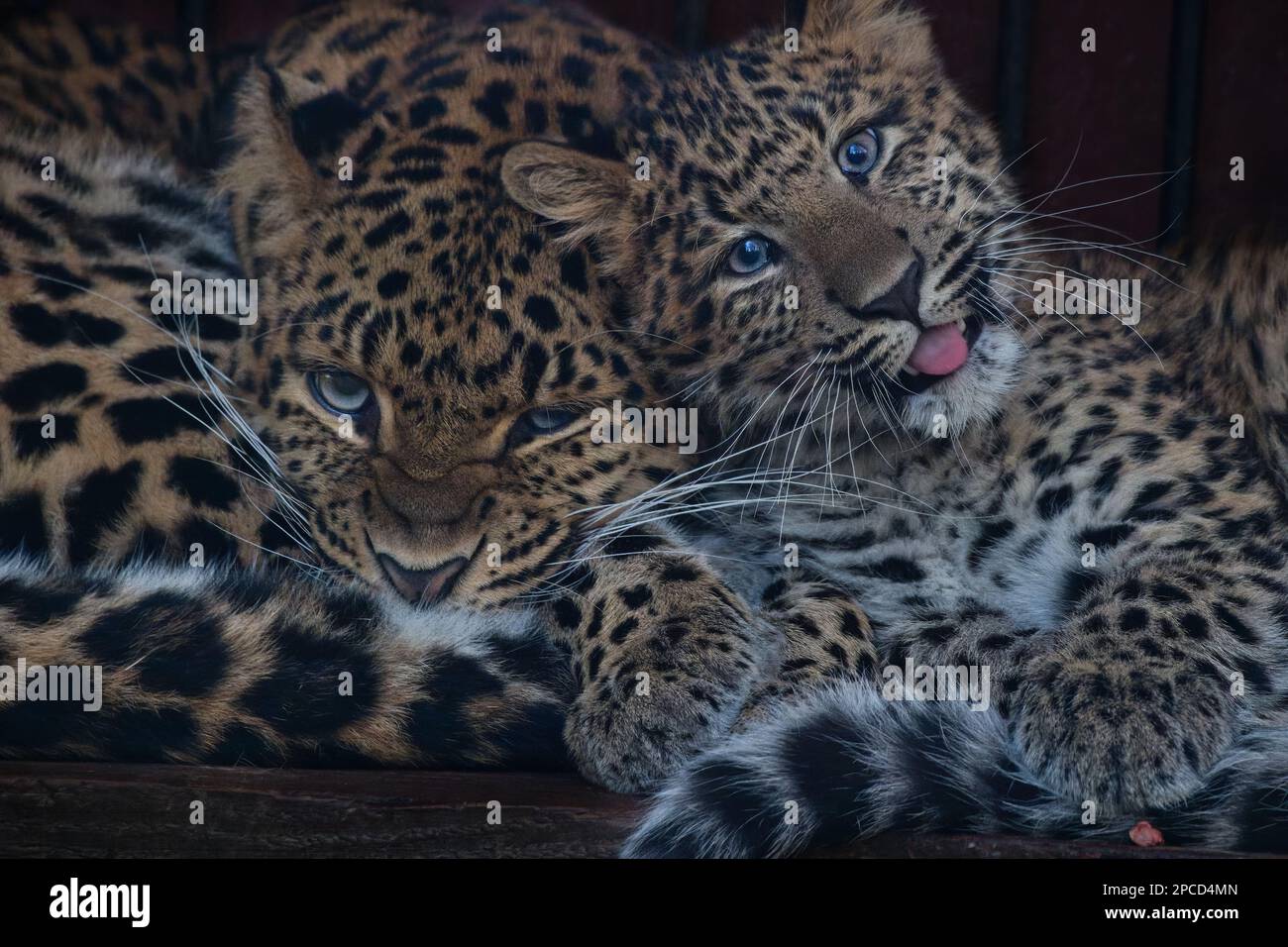 Chinese leopard, Panthera pardus japonensis. International Leopard Day ...
