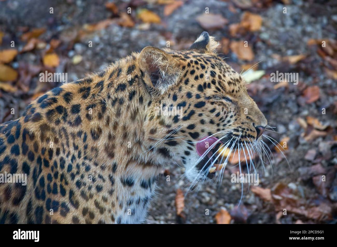 Chinese leopard, Panthera pardus japonensis in autumn leaves Stock ...