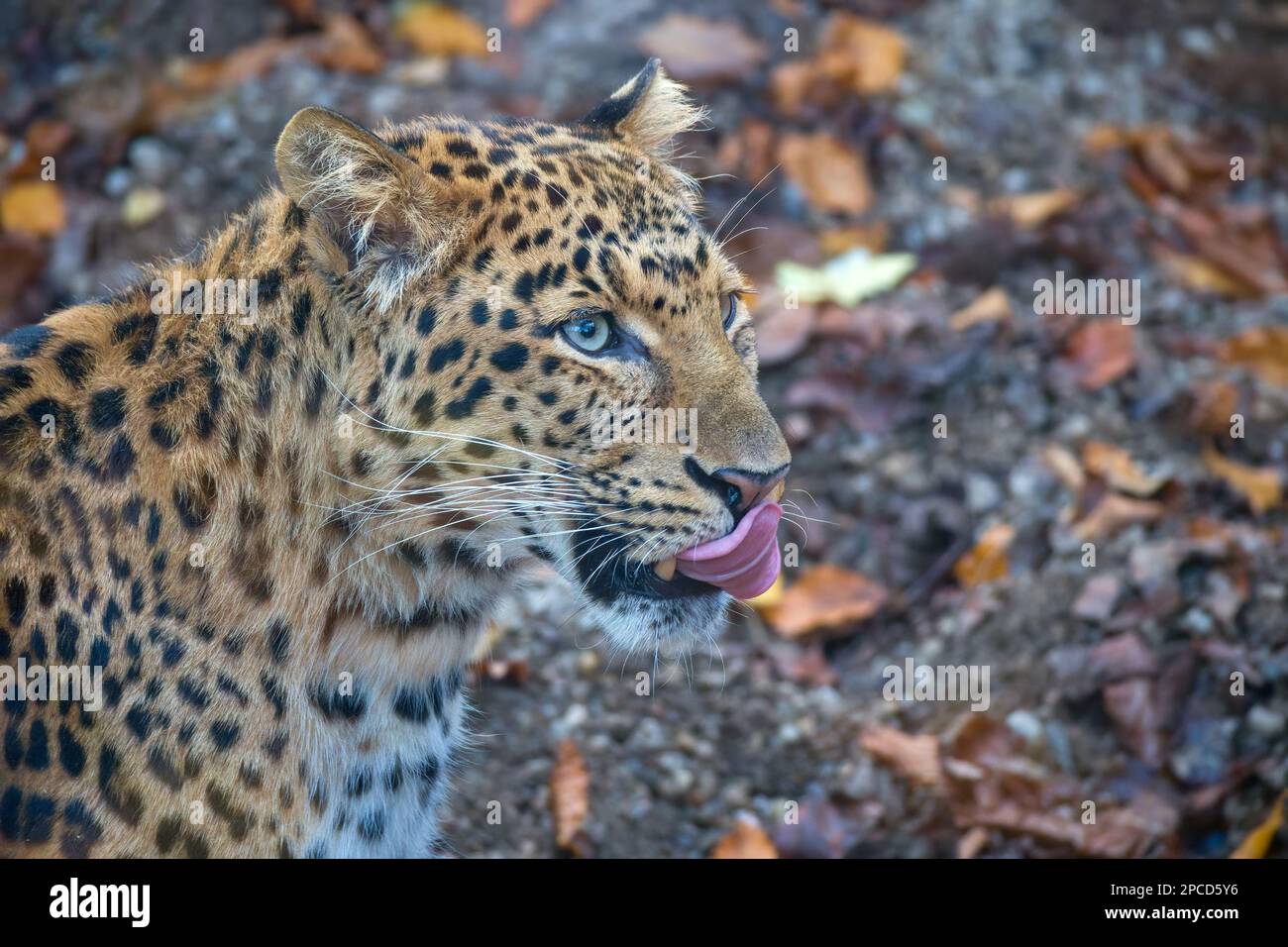 Chinese leopard, Panthera pardus japonensis in autumn leaves Stock Photo - Alamy