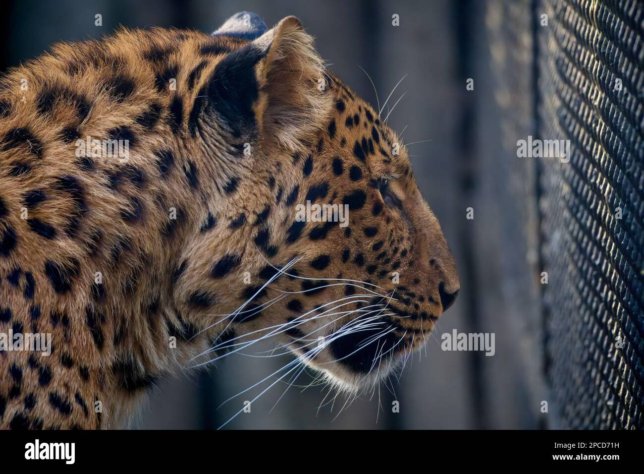 Chinese leopard, Panthera pardus japonensis. International Leopard Day ...