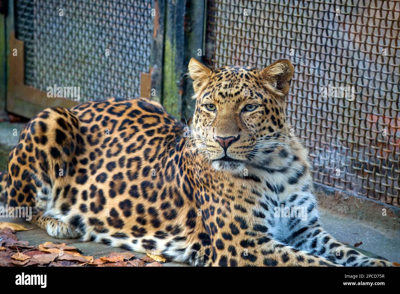 Chinese leopard, Panthera pardus japonensis. International Leopard Day ...