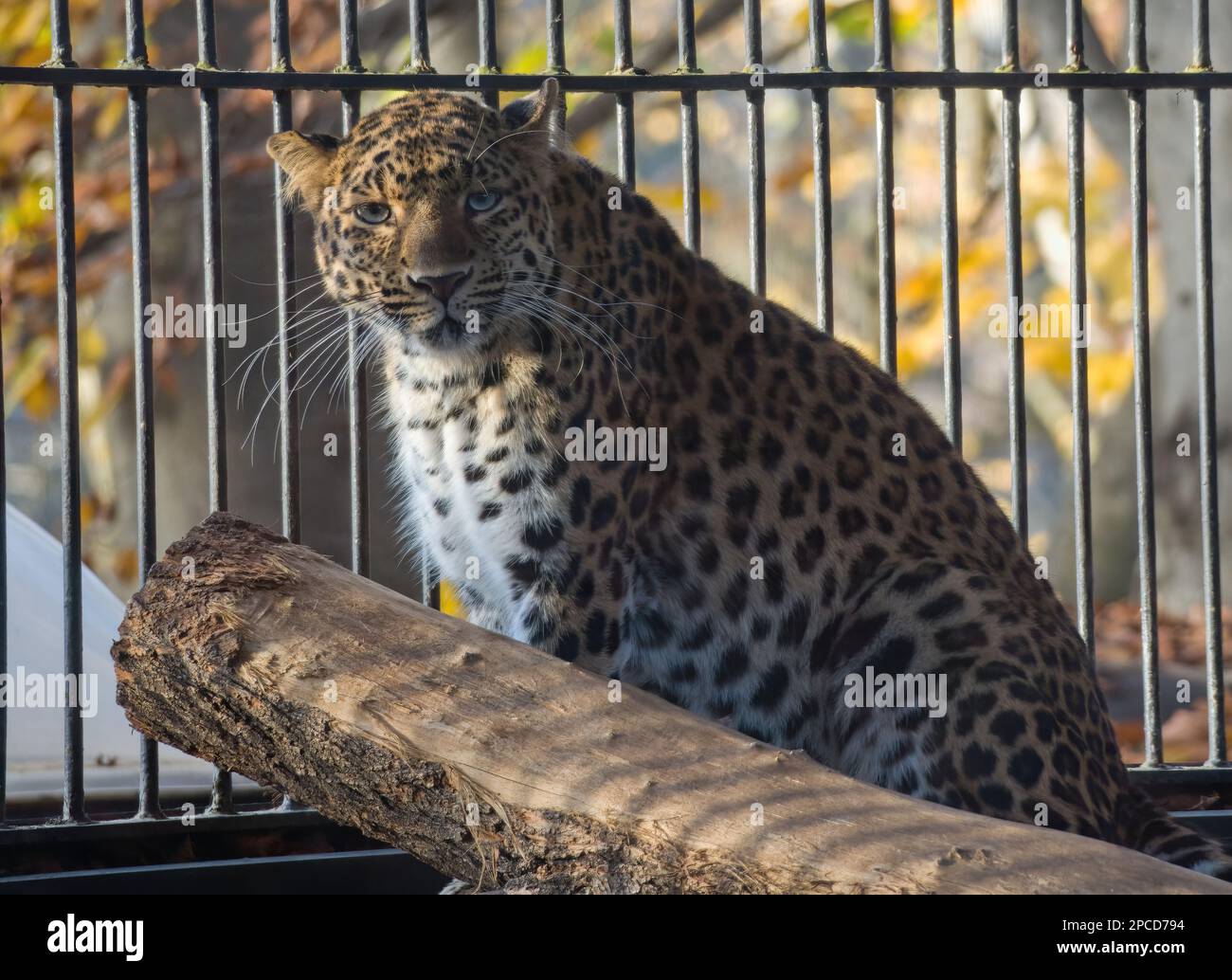 Chinese leopard, Panthera pardus japonensis. International Leopard Day ...