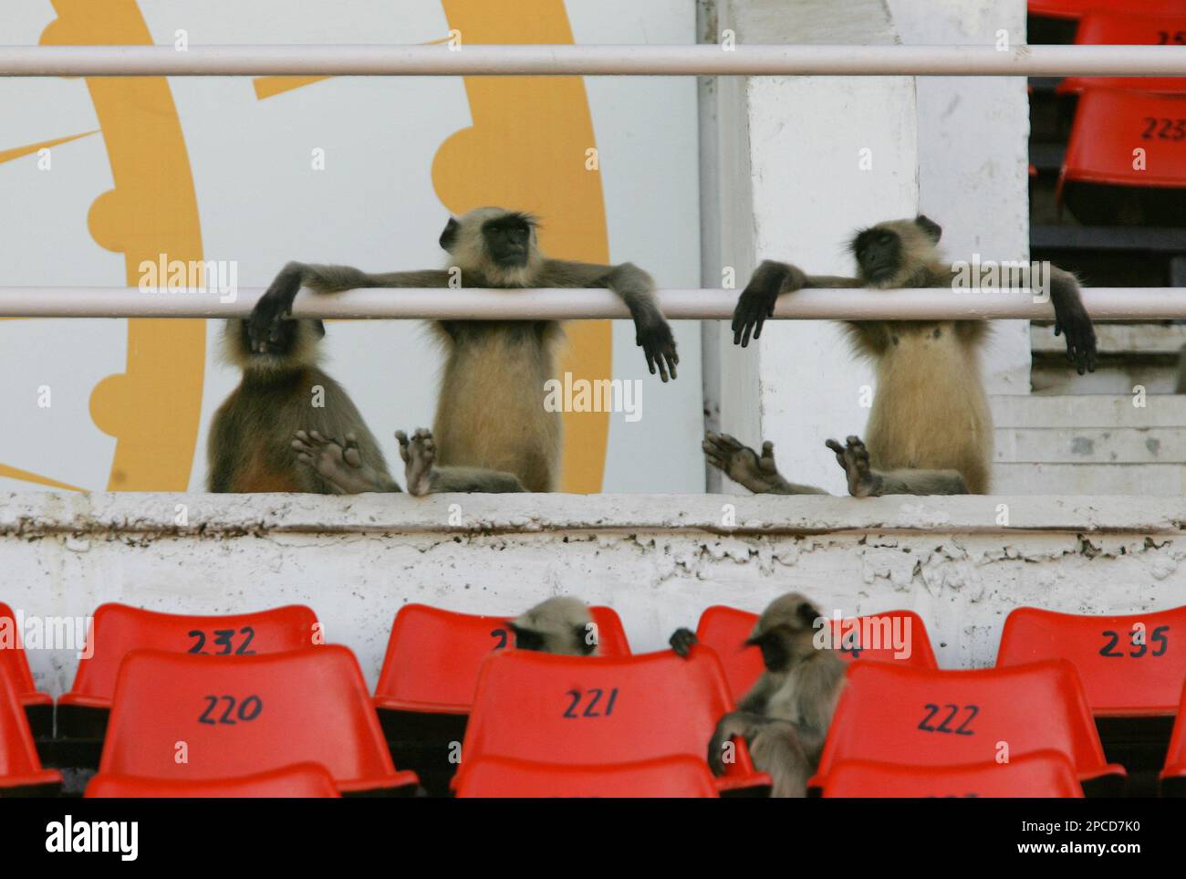Monkeys sit at a stadium gallery as the England cricket team practices ...