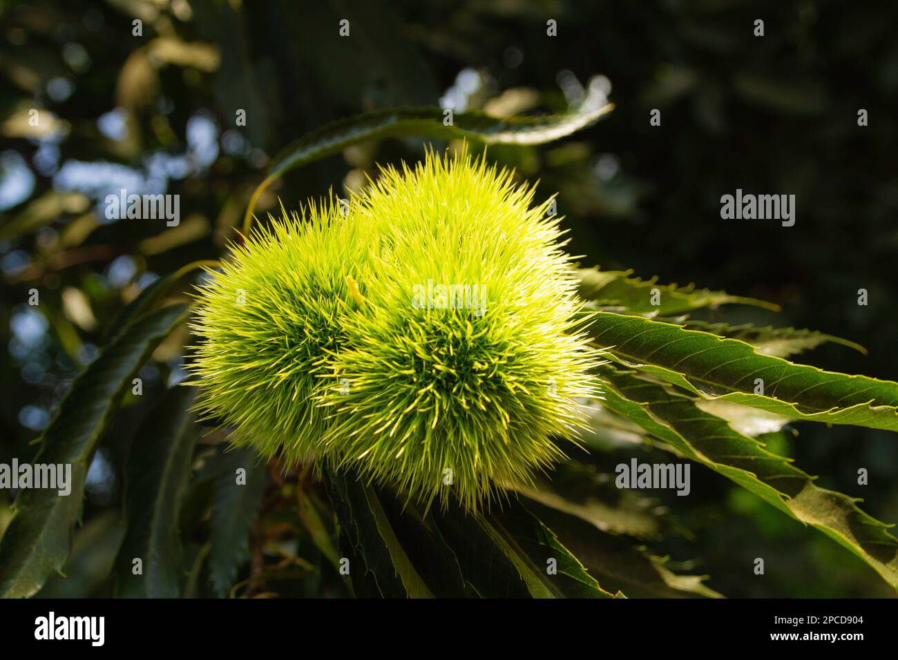 Chestnut rock shell hi-res stock photography and images - Alamy