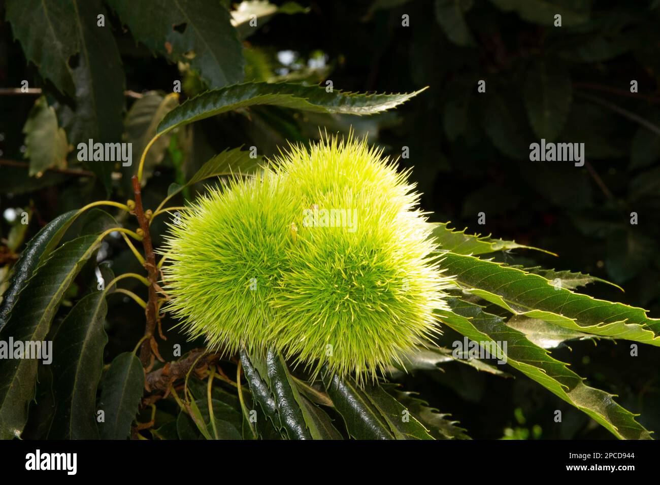 Raw chestnuts on the tree branch Stock Photo - Alamy