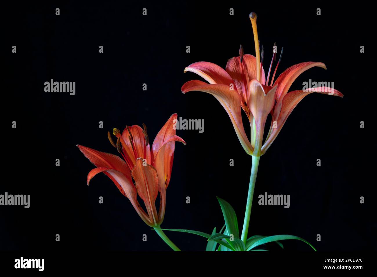 Wood Lilies, focus-stacked, show up vividly against an inky black ...