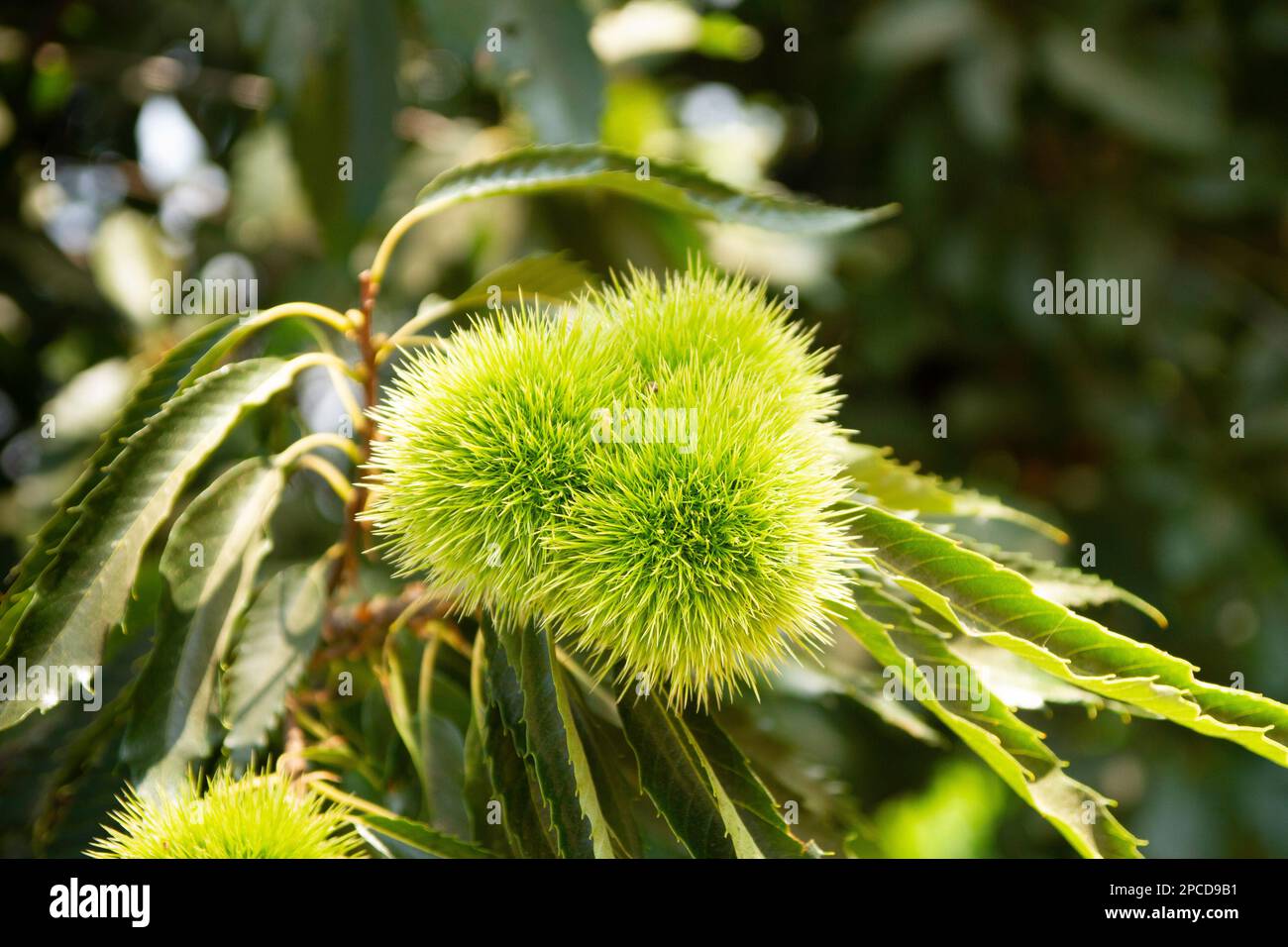 Raw chestnuts on the tree branch Stock Photo - Alamy