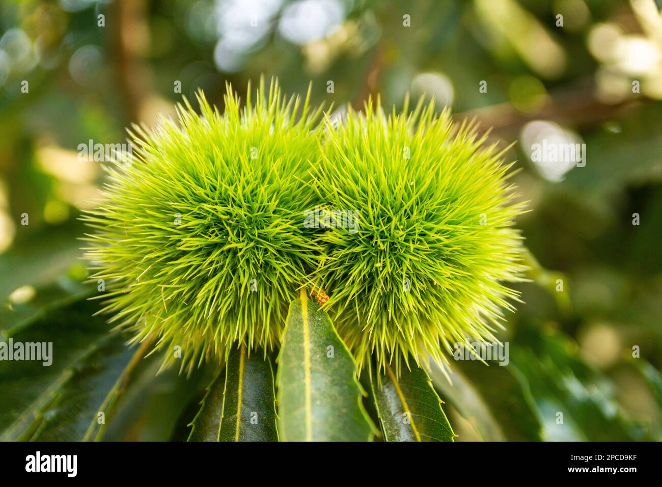 Raw chestnuts on the tree branch Stock Photo - Alamy