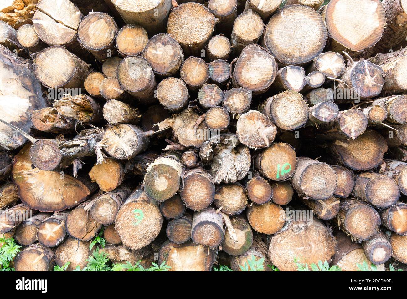 A close up picture of pieces of wood Stock Photo - Alamy