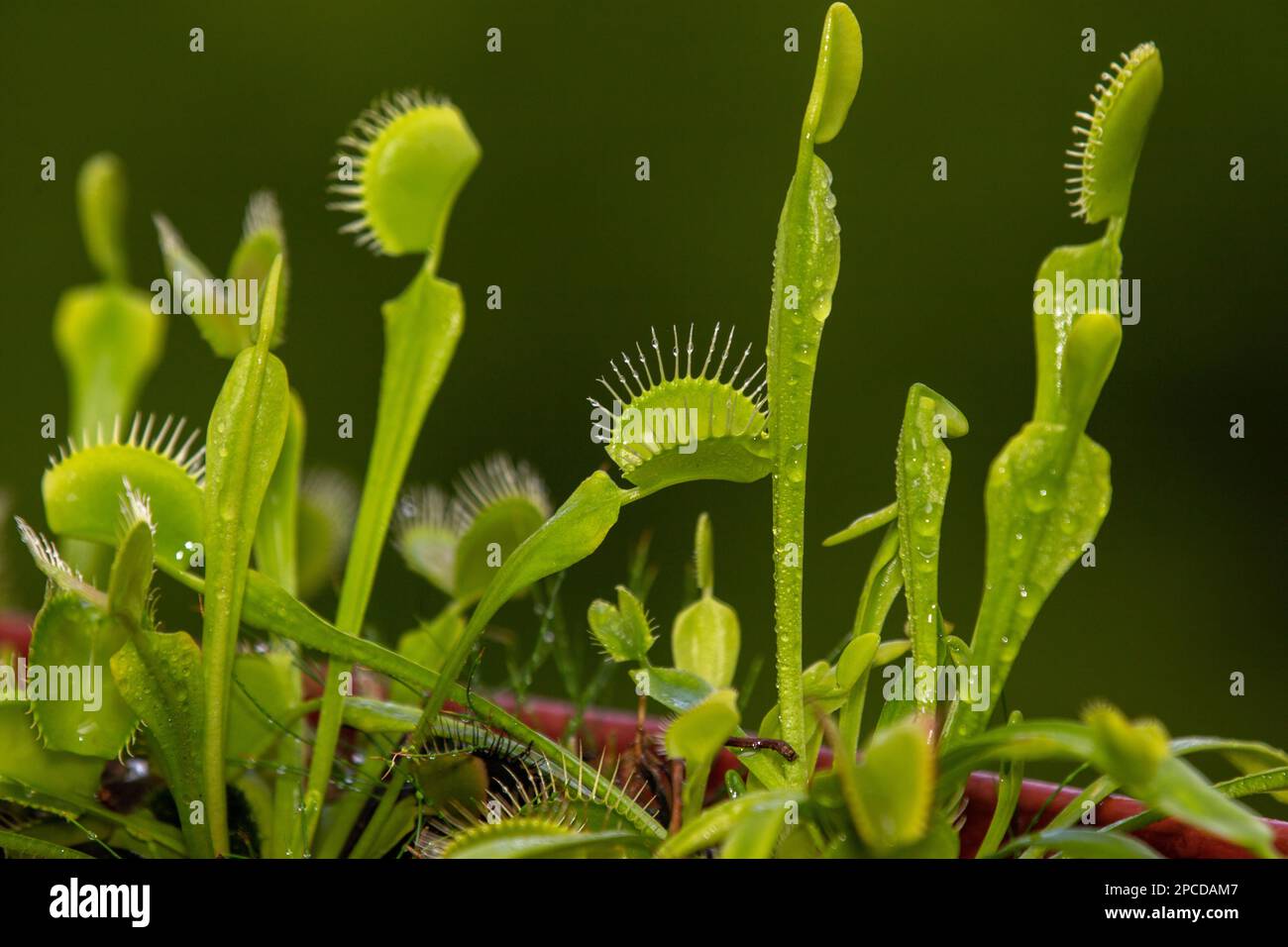 Venus flytrap carnivorous plant and fine details and selective focus ...