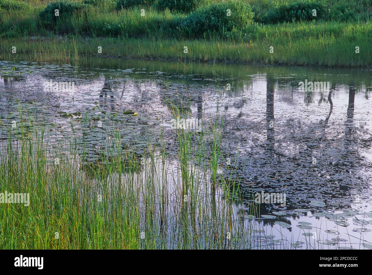 Reflections filter through lilypads on the Dead River as it flows ...