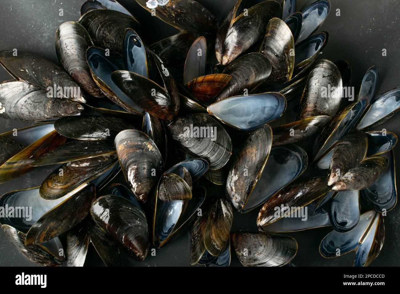 Empty Mussels Shell, Black Clams Shells, Eaten Mollusc, Empty ...