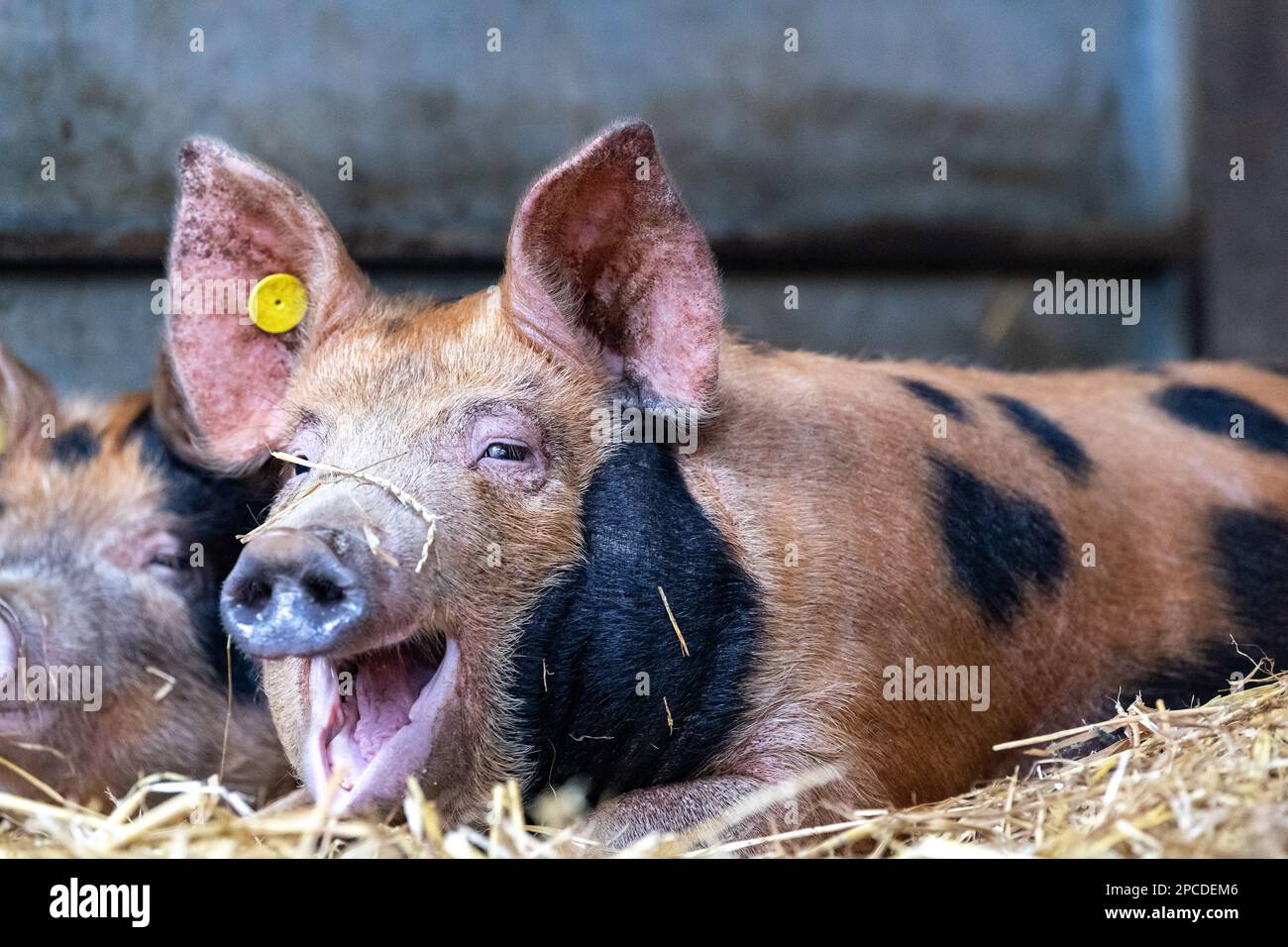 Young pigs sleeping and resting in a straw bed. North Yorkshire, UK ...