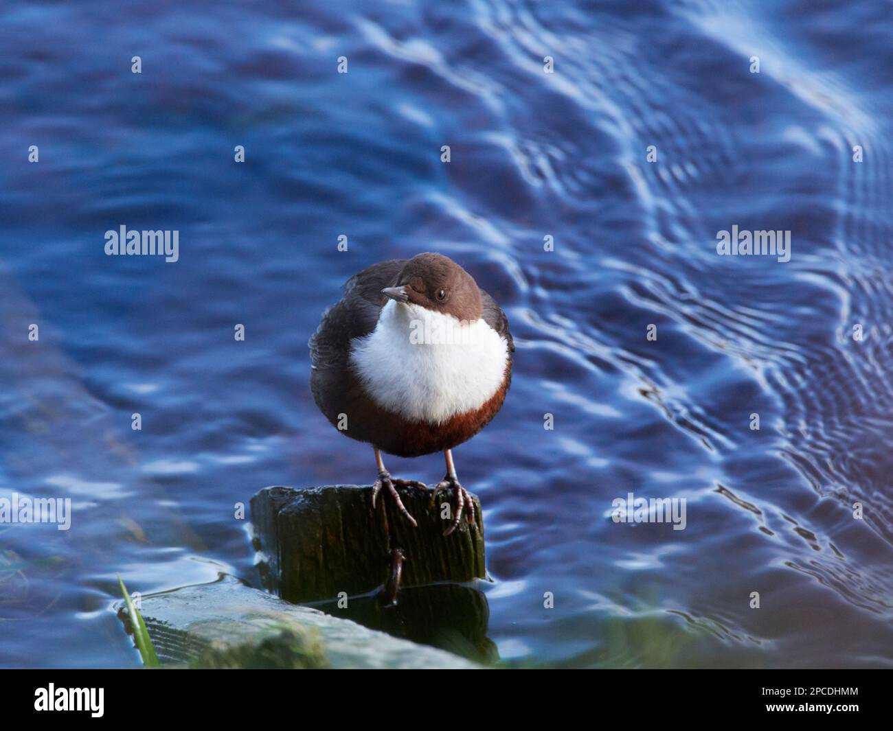 Scottish dipper hi-res stock photography and images - Alamy