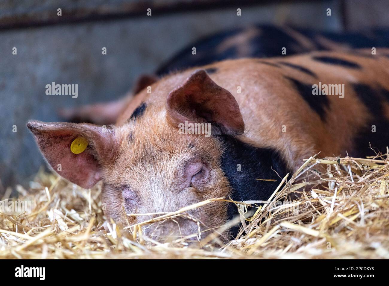 Young pigs sleeping and resting in a straw bed. North Yorkshire, UK ...