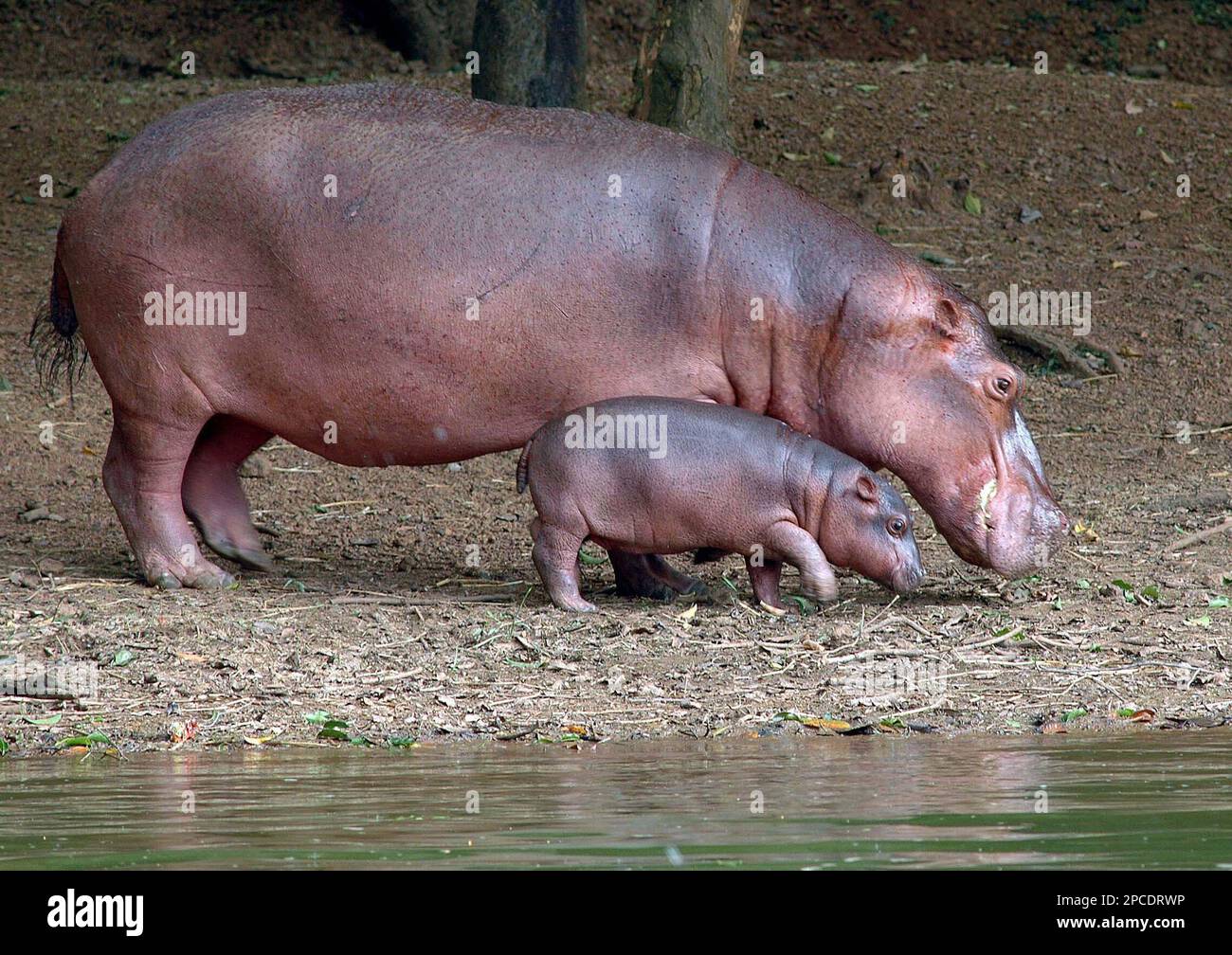 A Hippopotamus and its one-month old calf take a stroll at the ...