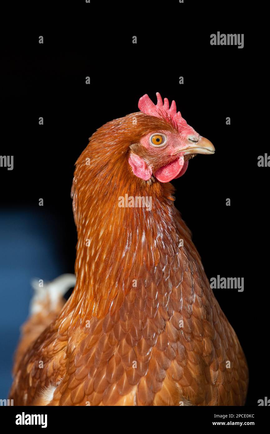 Free range hen against a black background in a barn. North Yorkshire ...