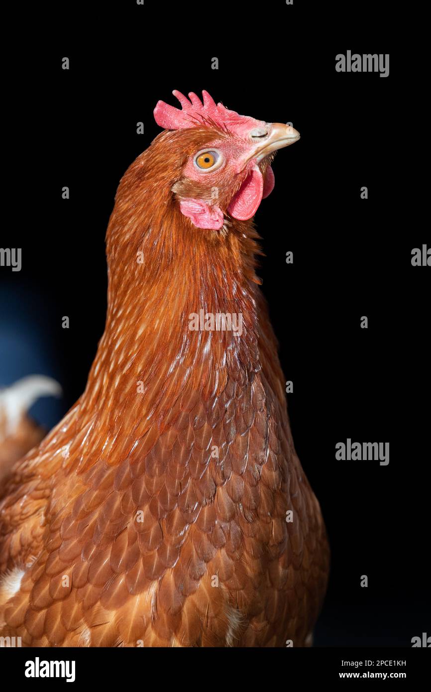 Free range hen against a black background in a barn. North Yorkshire ...