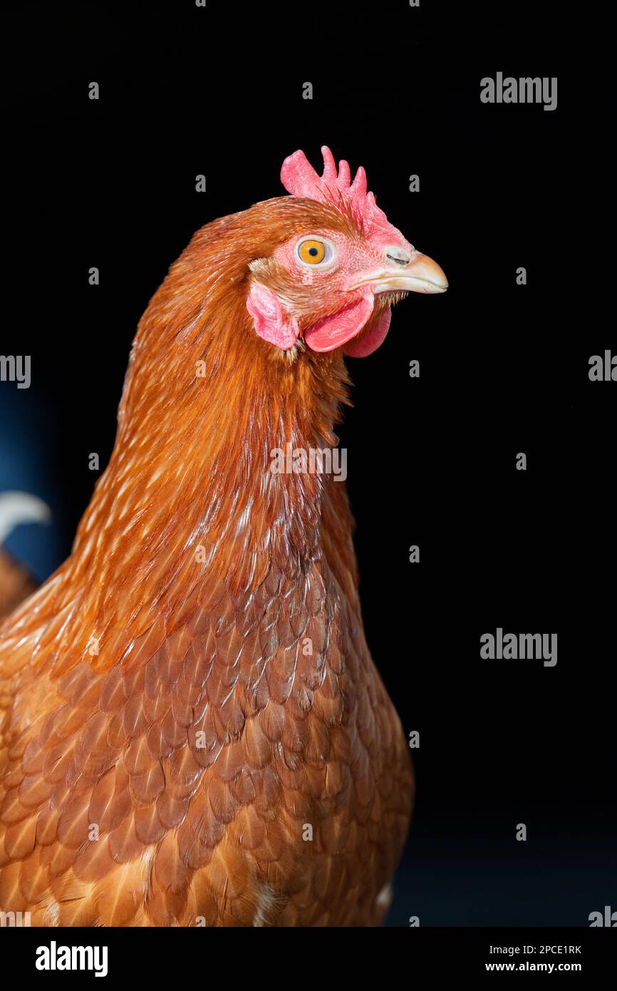 Free range hen against a black background in a barn. North Yorkshire ...