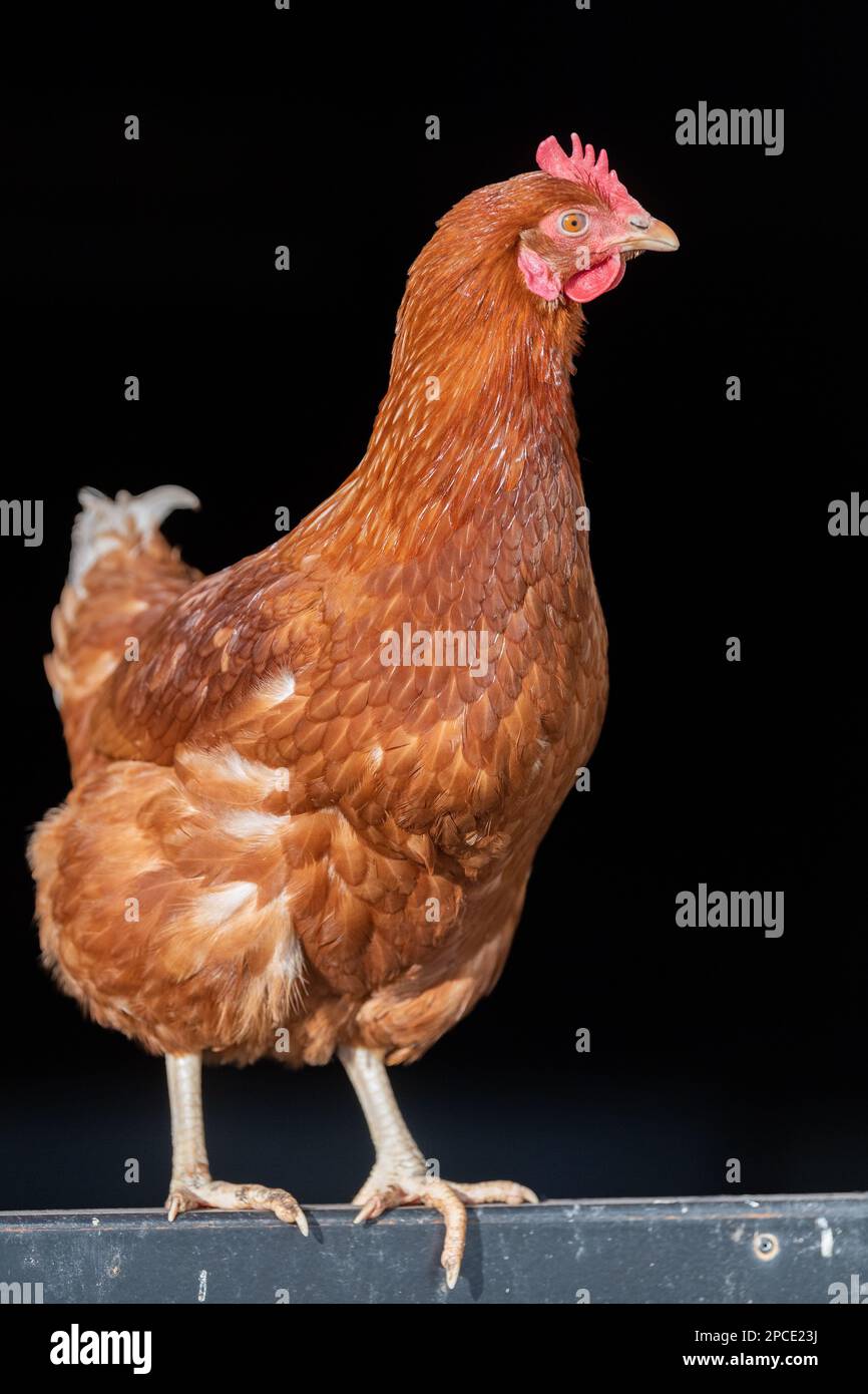 Free range hen against a black background in a barn. North Yorkshire ...