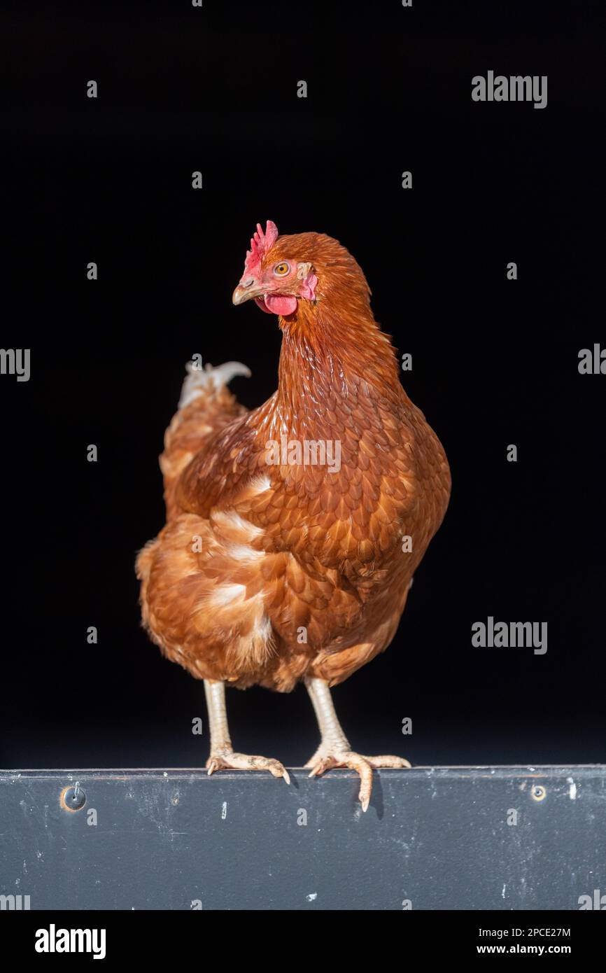 Free range hen against a black background in a barn. North Yorkshire ...
