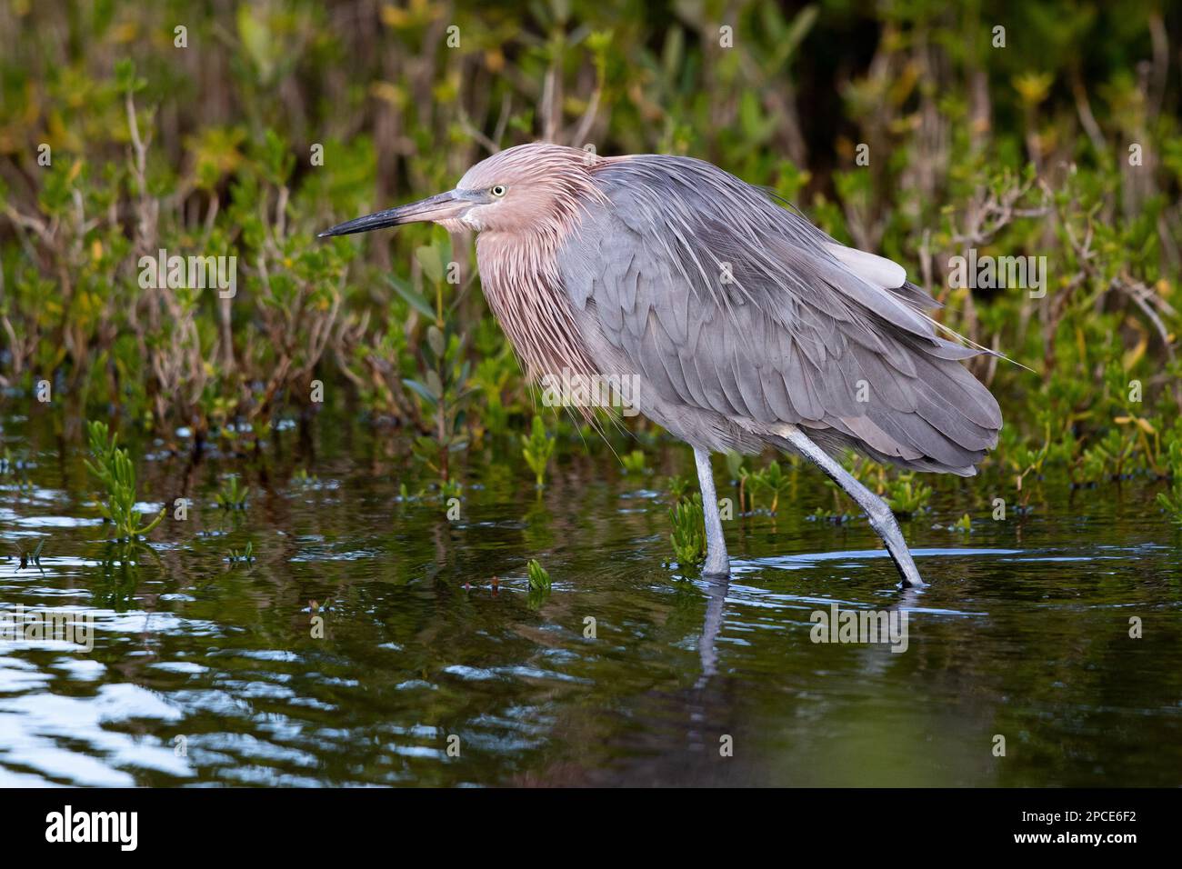 A reddish egret wading through Florida water Stock Photo - Alamy