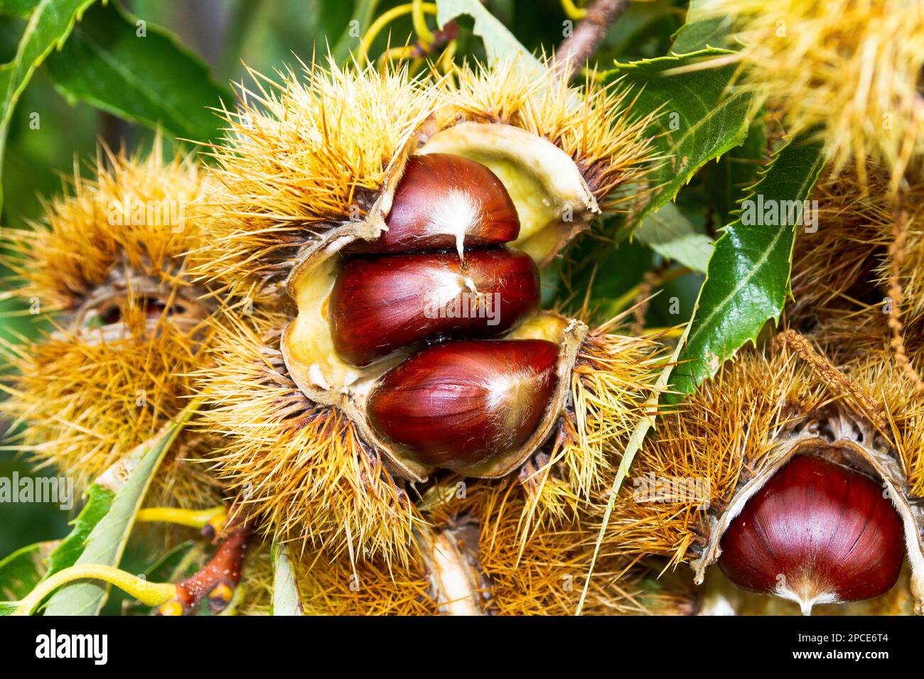 Chestnut rock shell hi-res stock photography and images - Alamy
