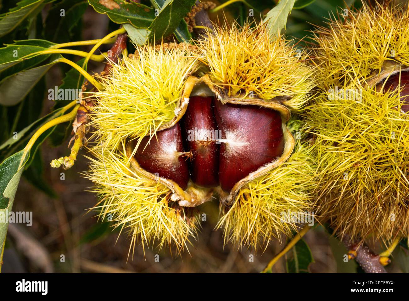 Chestnut rock shell hi-res stock photography and images - Alamy