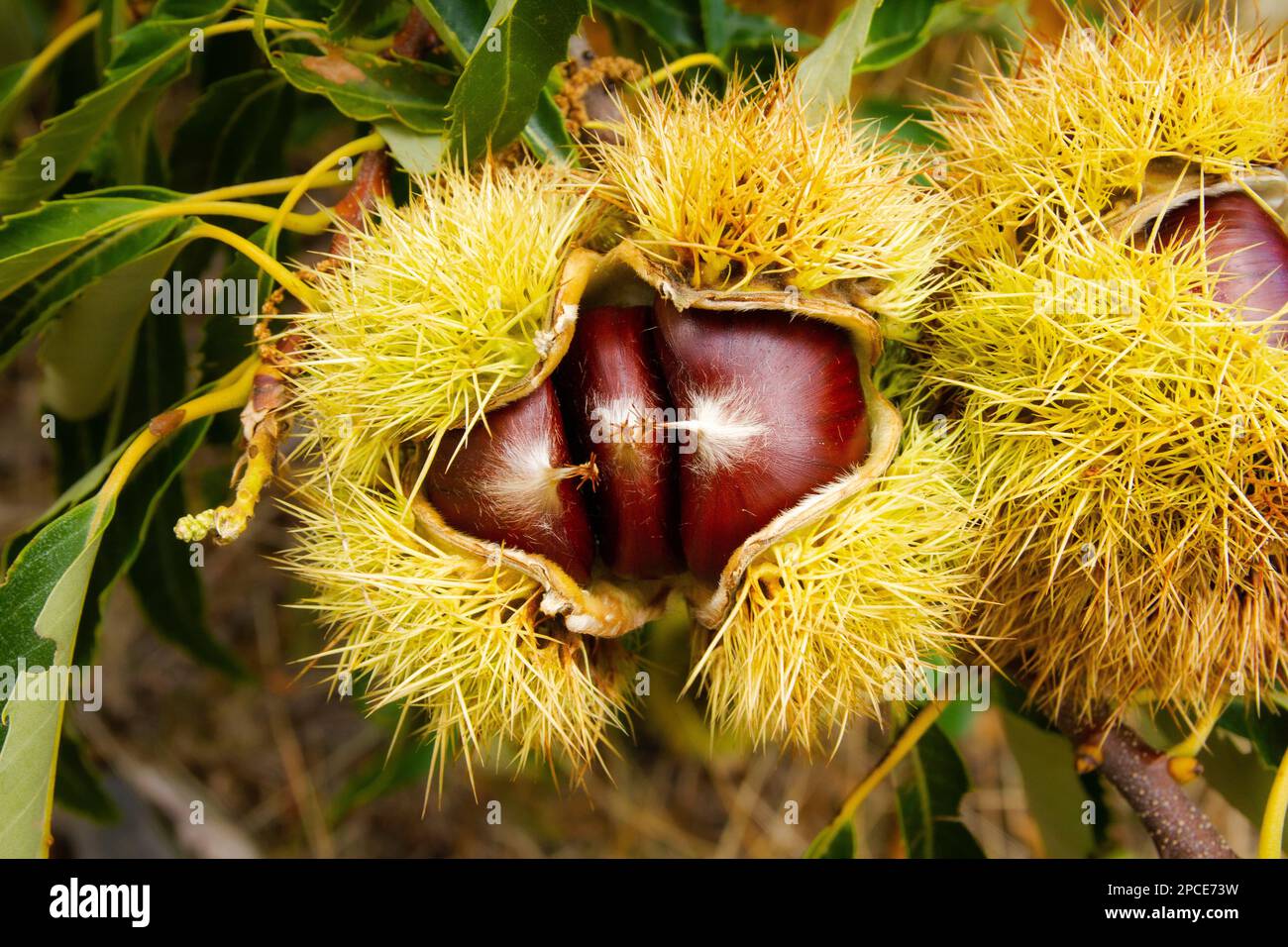 Chestnut rock shell hi-res stock photography and images - Alamy