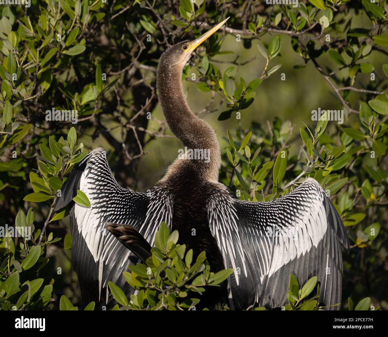 Anhinga drying up feathers hi-res stock photography and images - Alamy