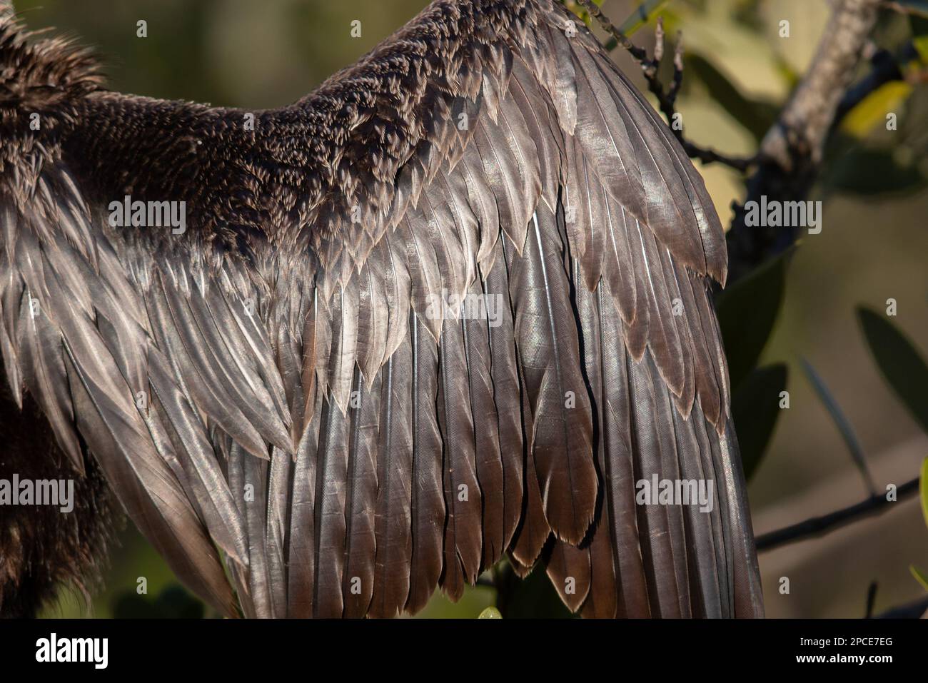 Long wing feathers hi-res stock photography and images - Alamy