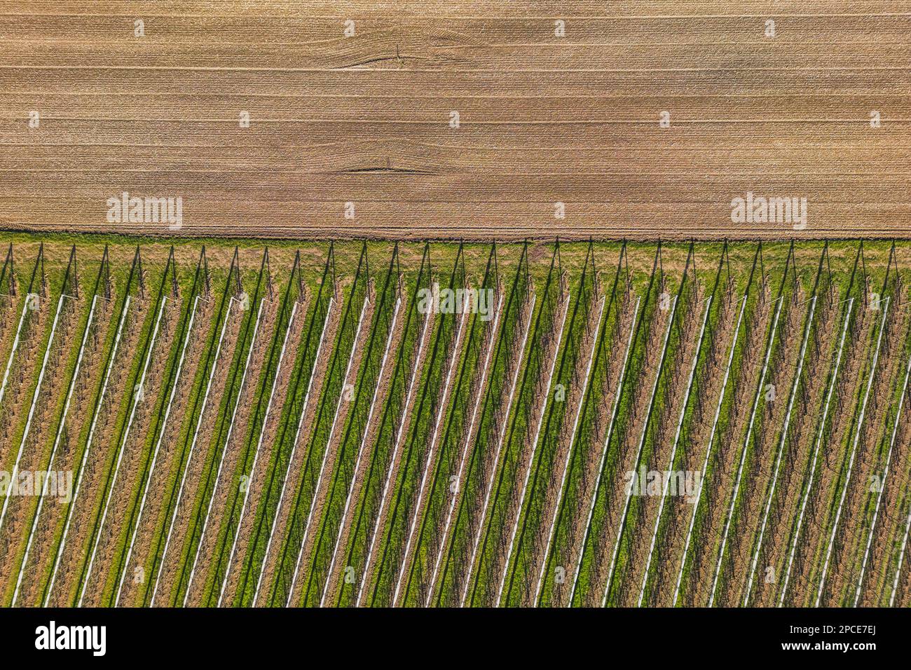 Aerial view of orchard with apple trees during sunset. The fields are ...