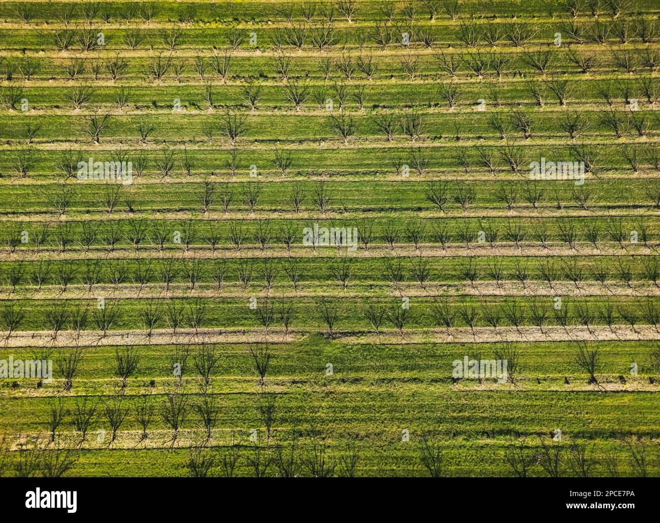 Aerial view of orchard with apple trees during sunset. The fields are ...